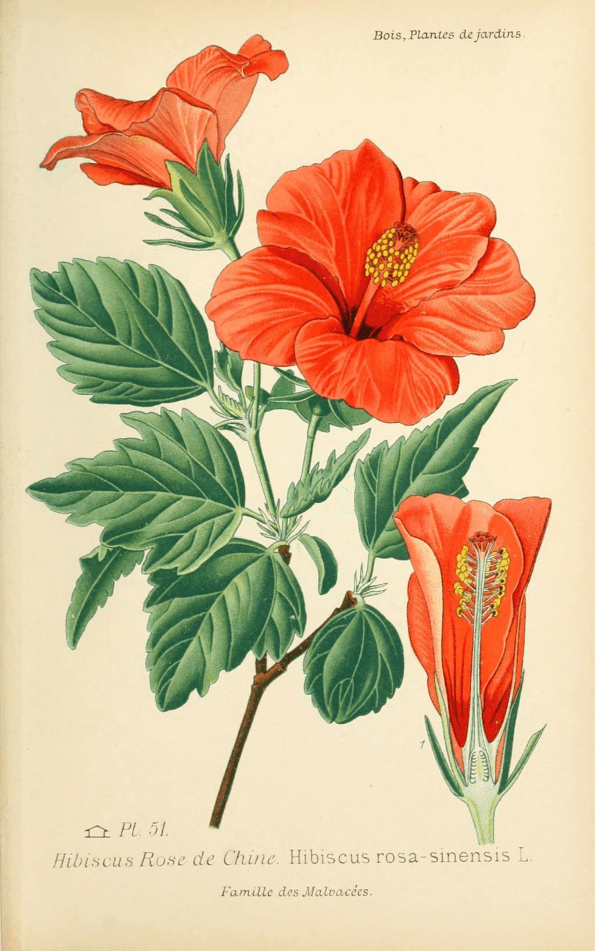 Mitose et clone cellulaire - Biologie101