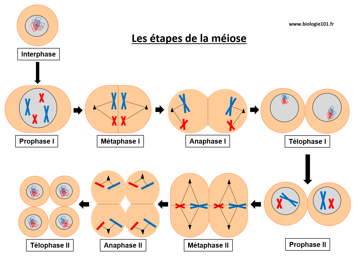 M iose Et Brassage G n tique Biologie101