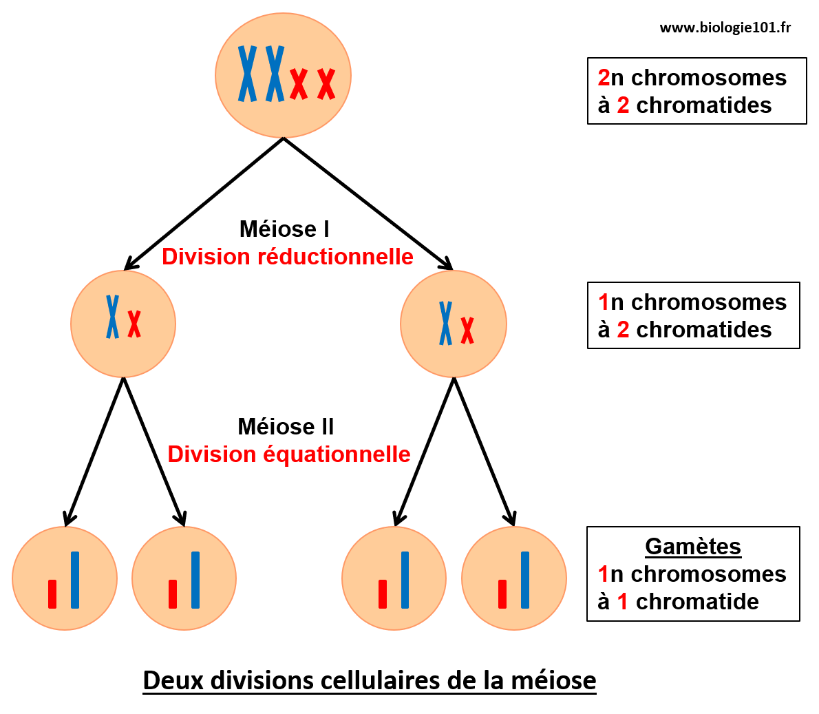 M iose Et Brassage G n tique Biologie101