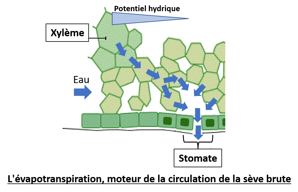 Transport de l’eau et soluté dans la plante - Biologie101