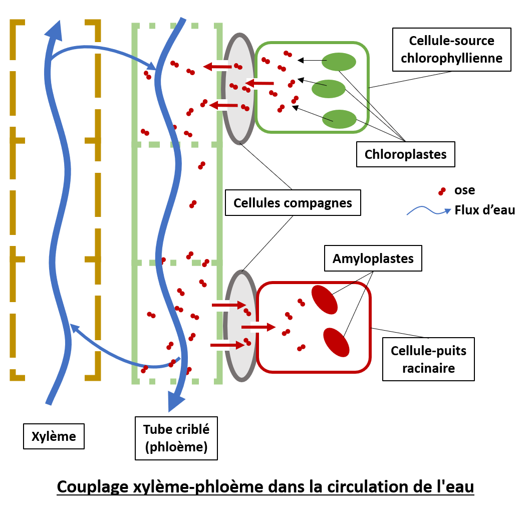 Transport de l’eau et soluté dans la plante - Biologie101