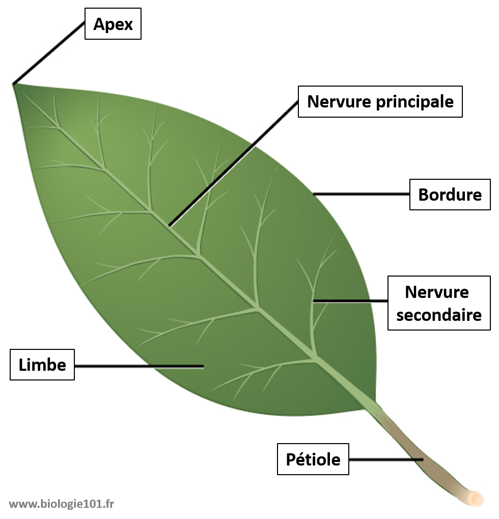 Feuille De Calcul Scrabble Qu Est Ce Qu Une Feuille D - vrogue.co Feuille De Calcul Scrabble Qu Est Ce Qu Une Feuille D - vrogue.co